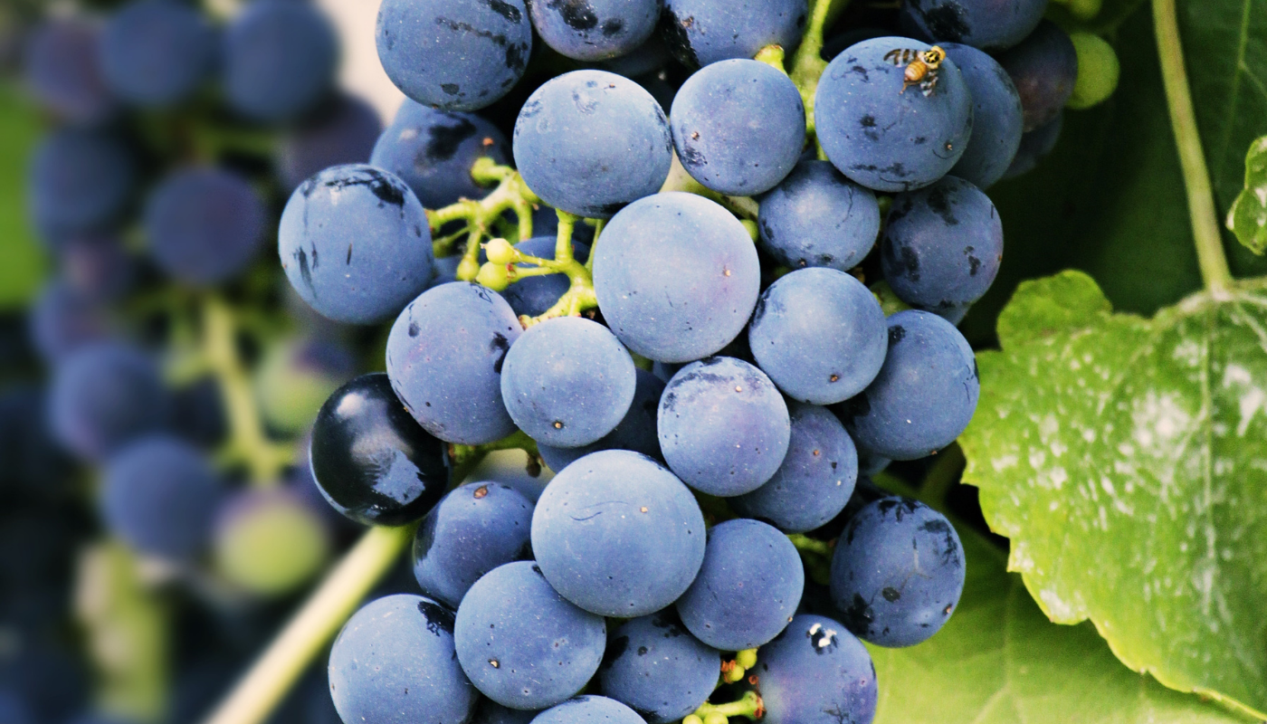 Raisins de table – la pépinière de saint-Mau